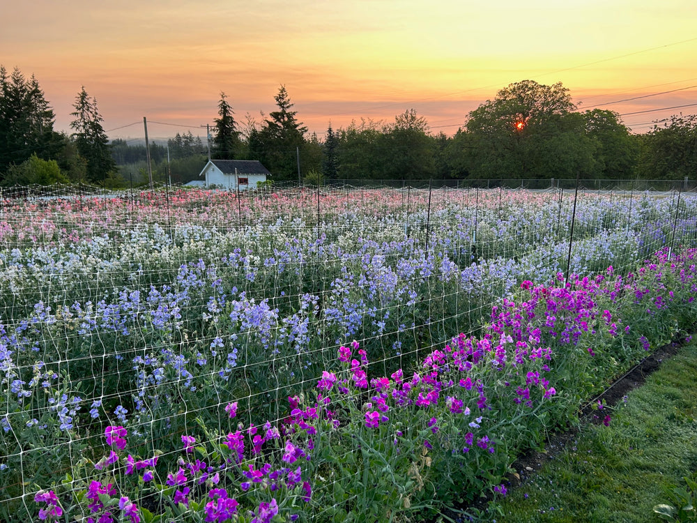 Flower Farm The Farmhouse Flower Farm flower-farm-the-farmhouse-flower-farm