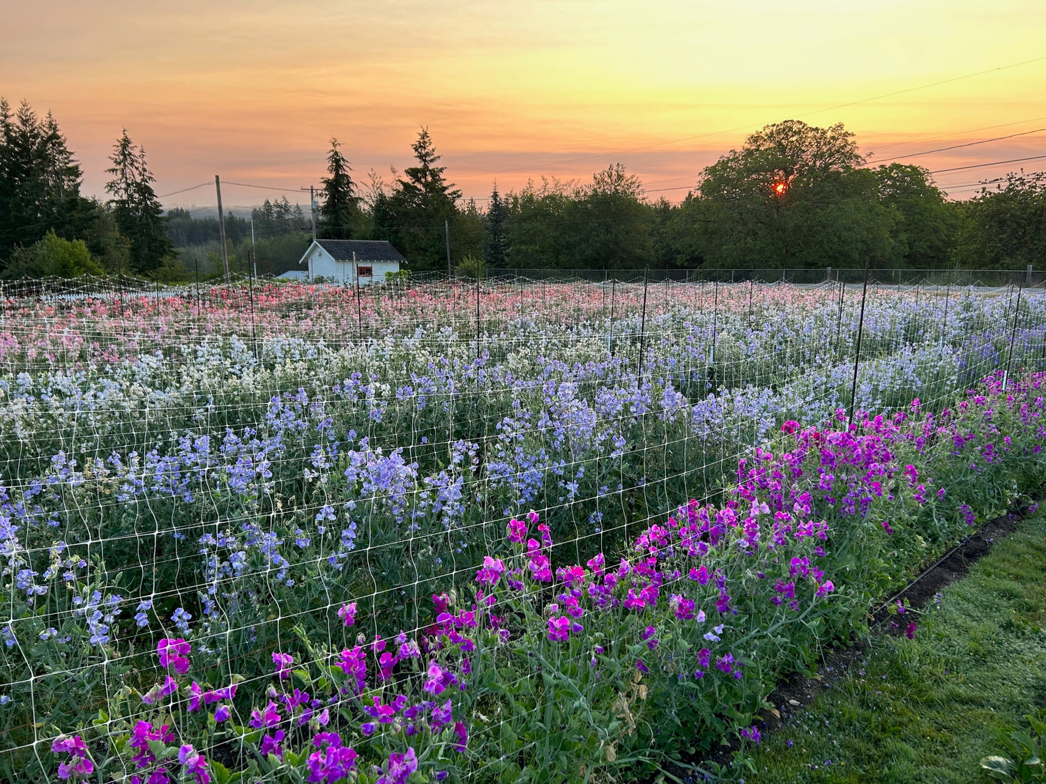 Flower Farm – The Farmhouse Flower Farm