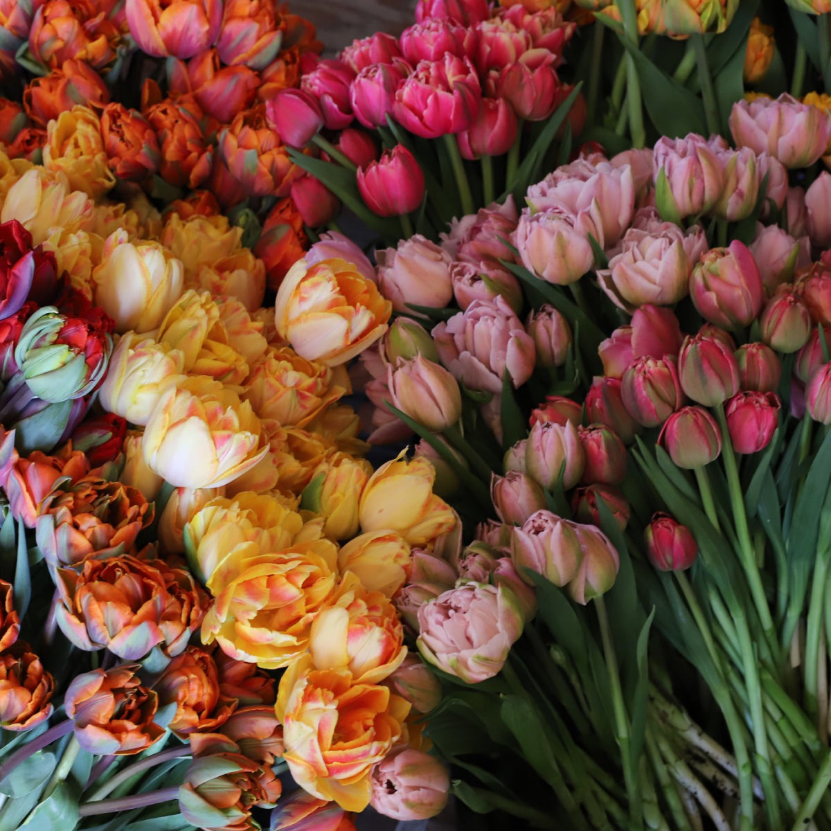 The Farmhouse Flower Farm | Sweet Peas, Seeds, Corms and Dahlia Tubers