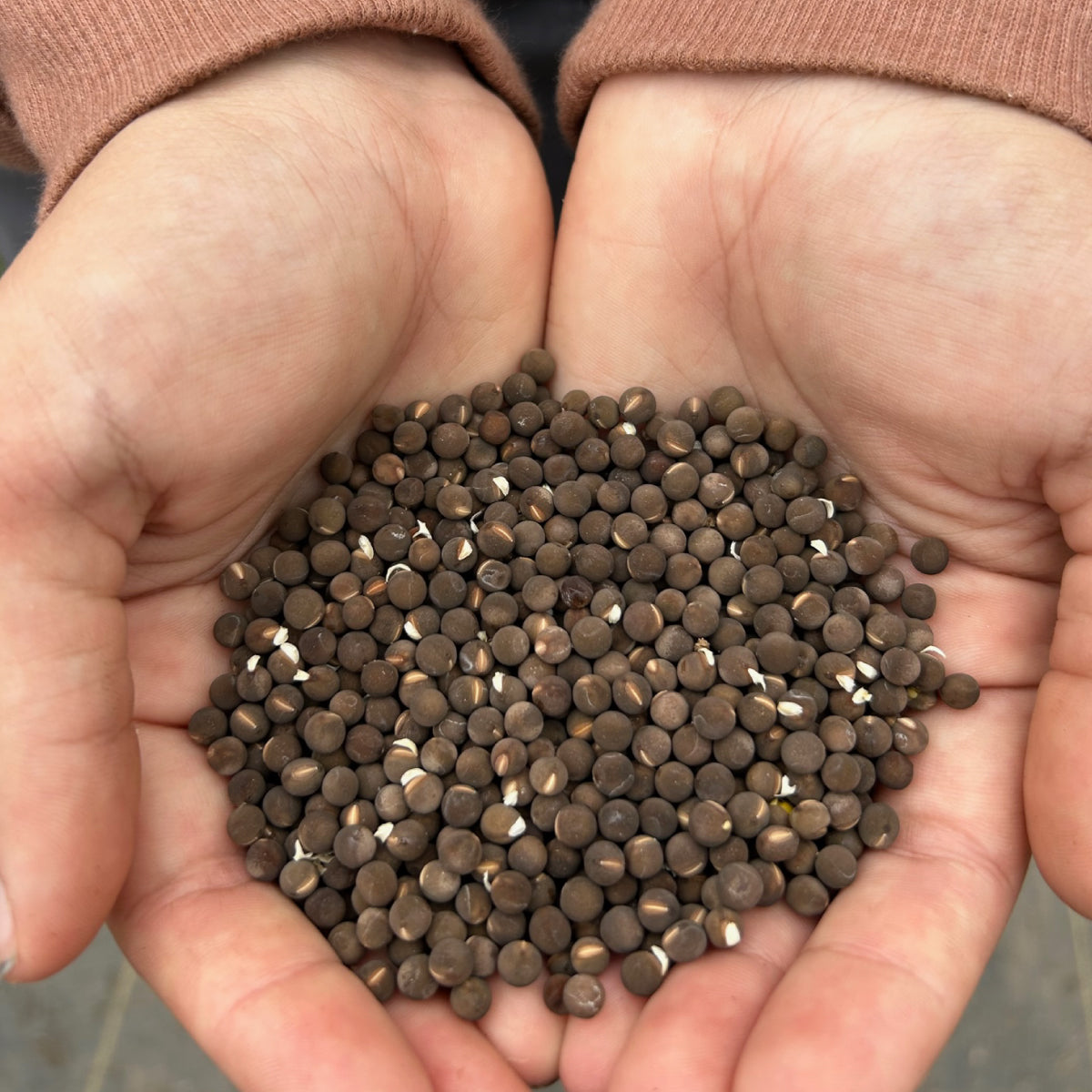 Seeds – The Farmhouse Flower Farm