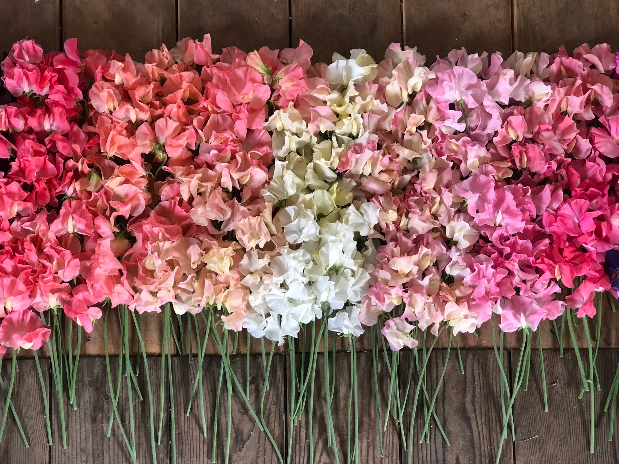 The Farmhouse Flower Farm | Sweet Peas, Seeds, Corms and Dahlia Tubers