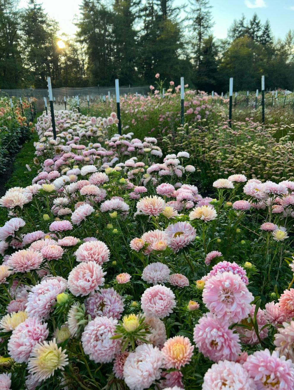 China Aster - Tower Chamois – The Farmhouse Flower Farm