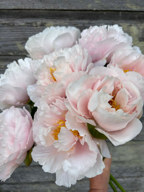 Peony - Blushing Princess – The Farmhouse Flower Farm