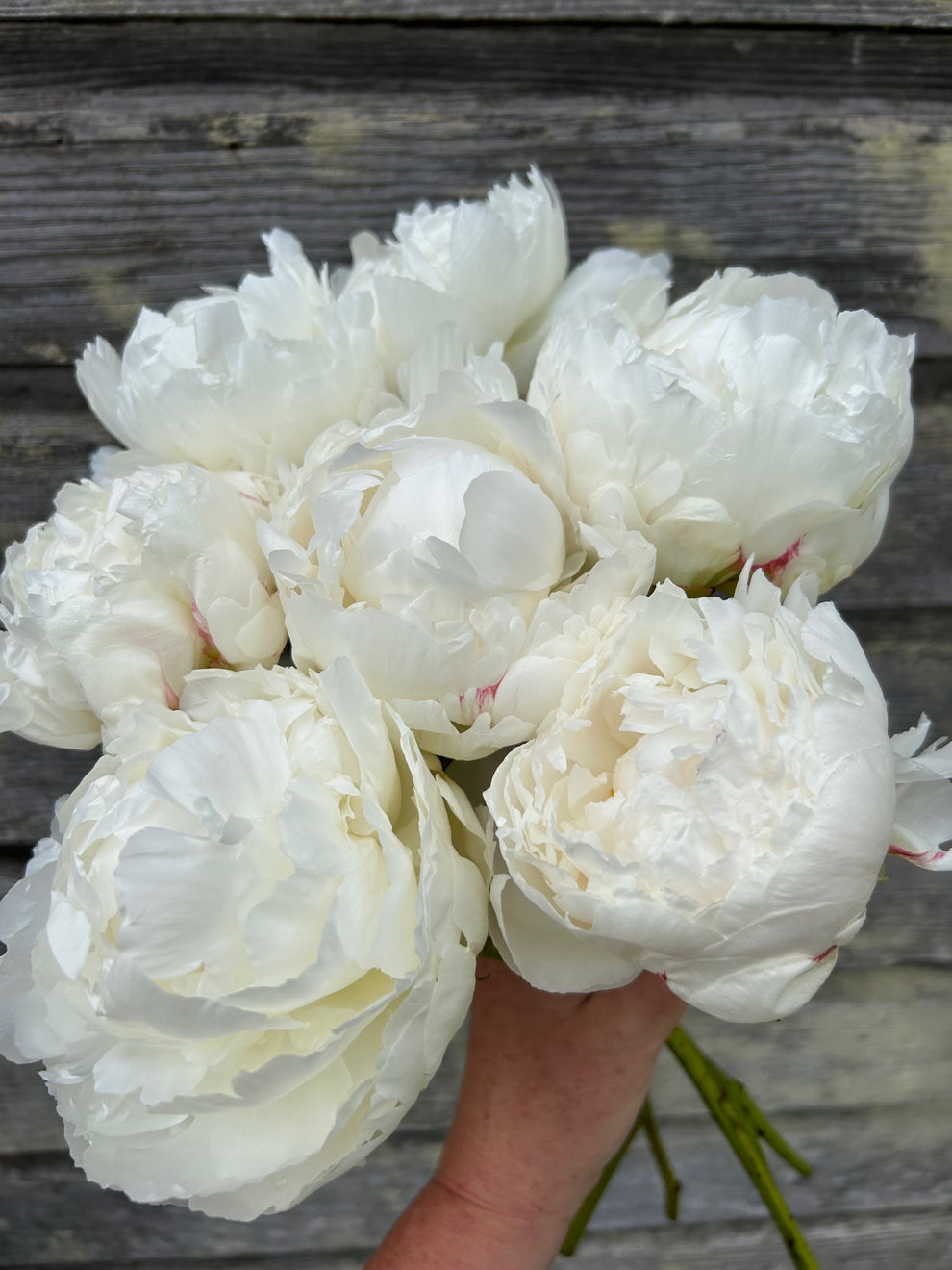 Peony - Bowl of Cream – The Farmhouse Flower Farm