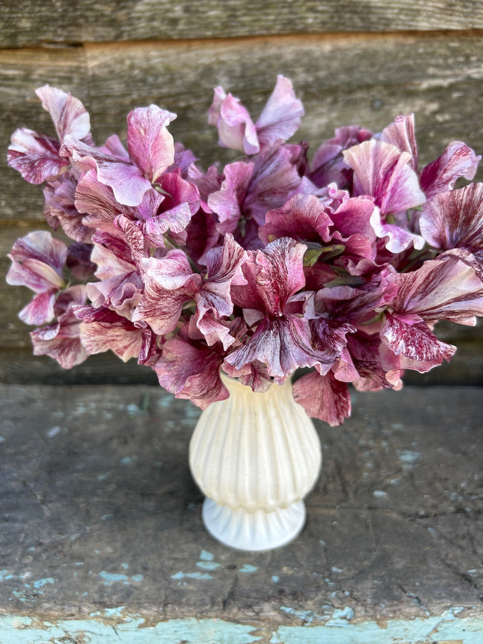 Sweet Pea - Chocolate Flake – The Farmhouse Flower Farm