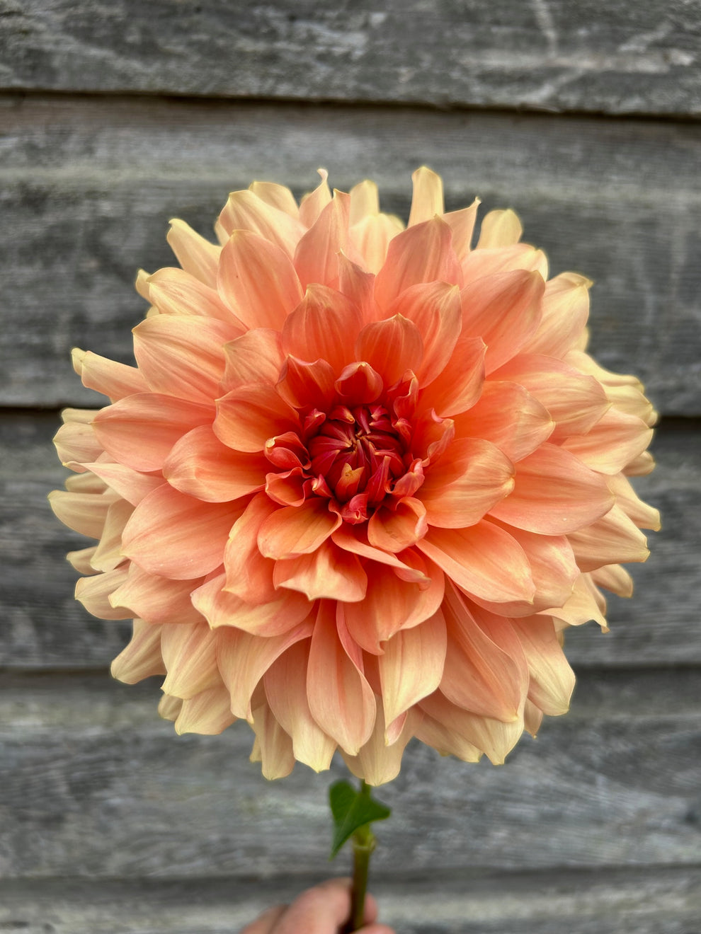 Peach Bud – The Farmhouse Flower Farm