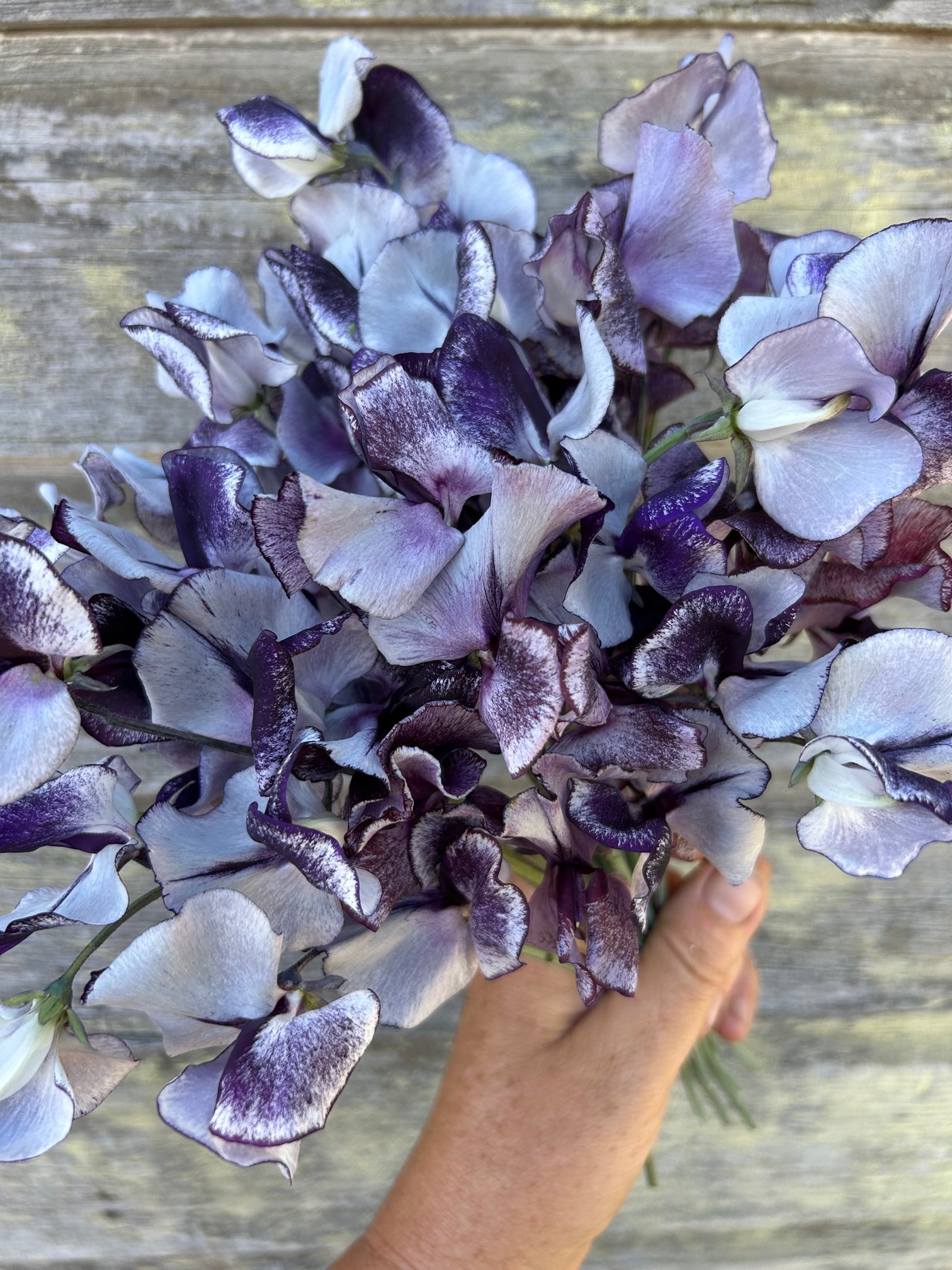 Sweet Pea - Nimbus – The Farmhouse Flower Farm