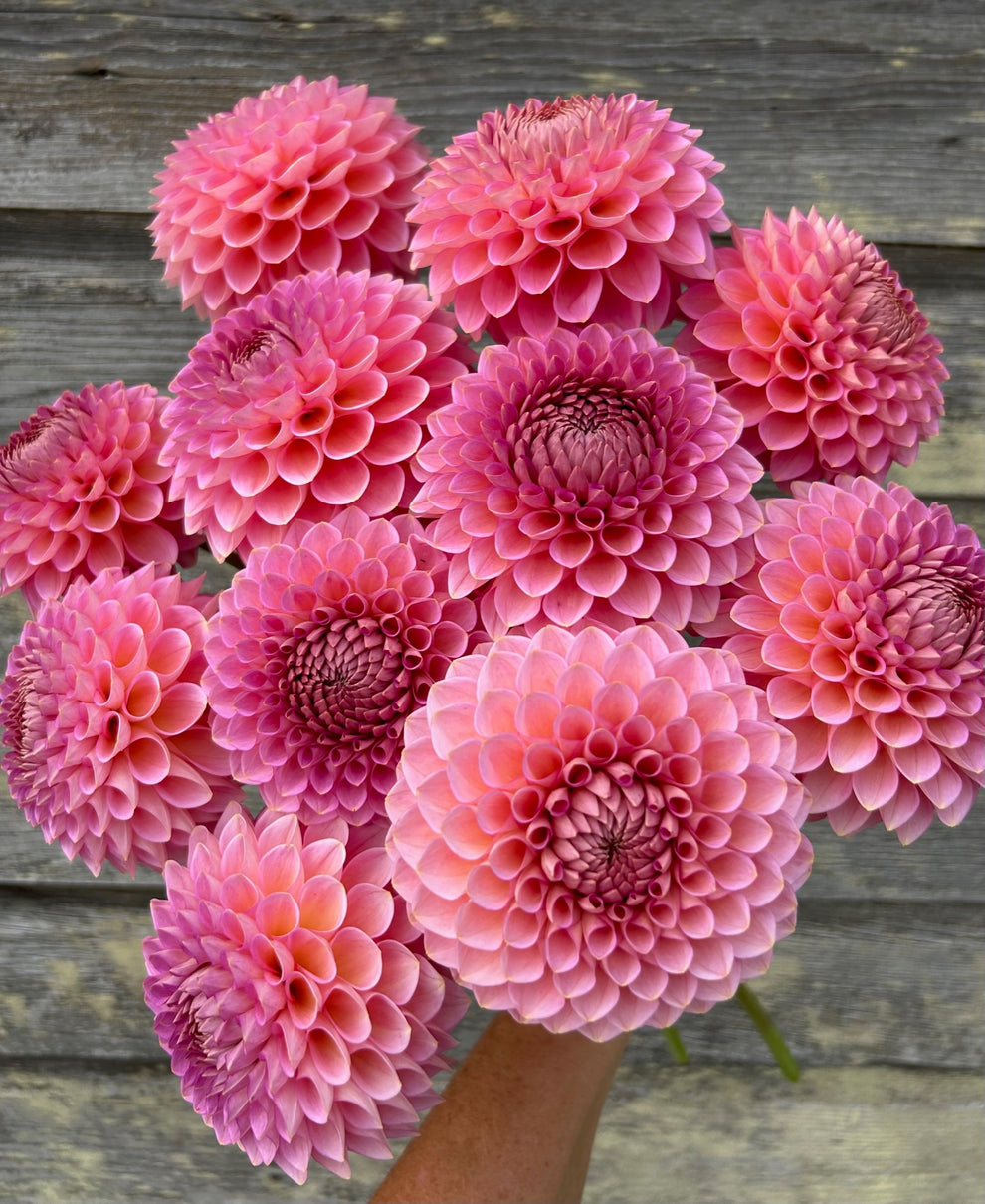 Westerton Pearl - LIMIT 1 – The Farmhouse Flower Farm