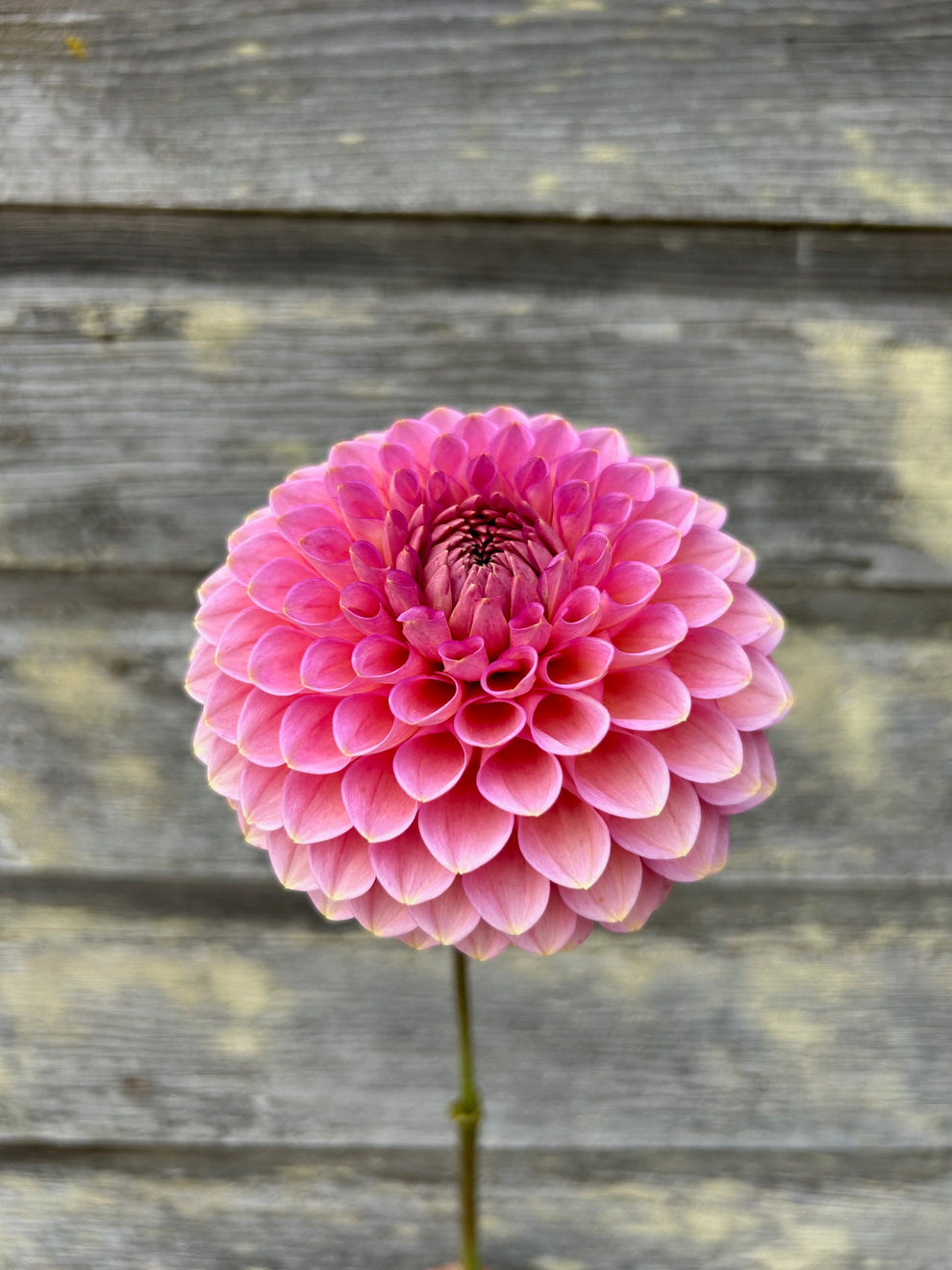 Westerton Pearl - LIMIT 1 – The Farmhouse Flower Farm