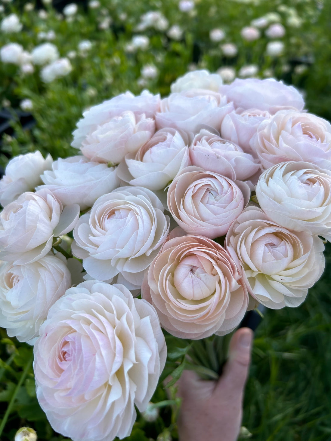 Ranunculus Seine – The Farmhouse Flower Farm