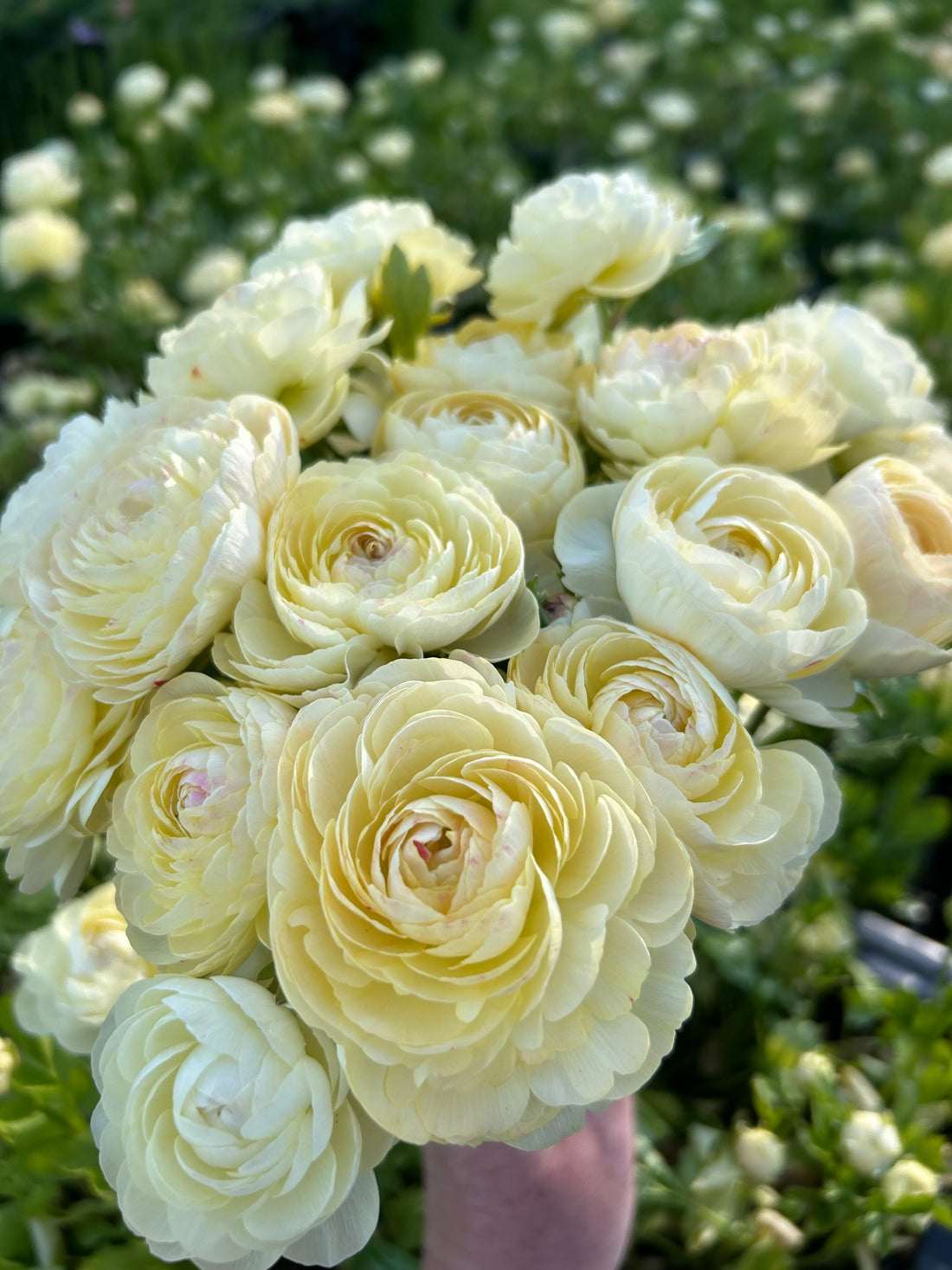 Ranunculus Hydra – The Farmhouse Flower Farm