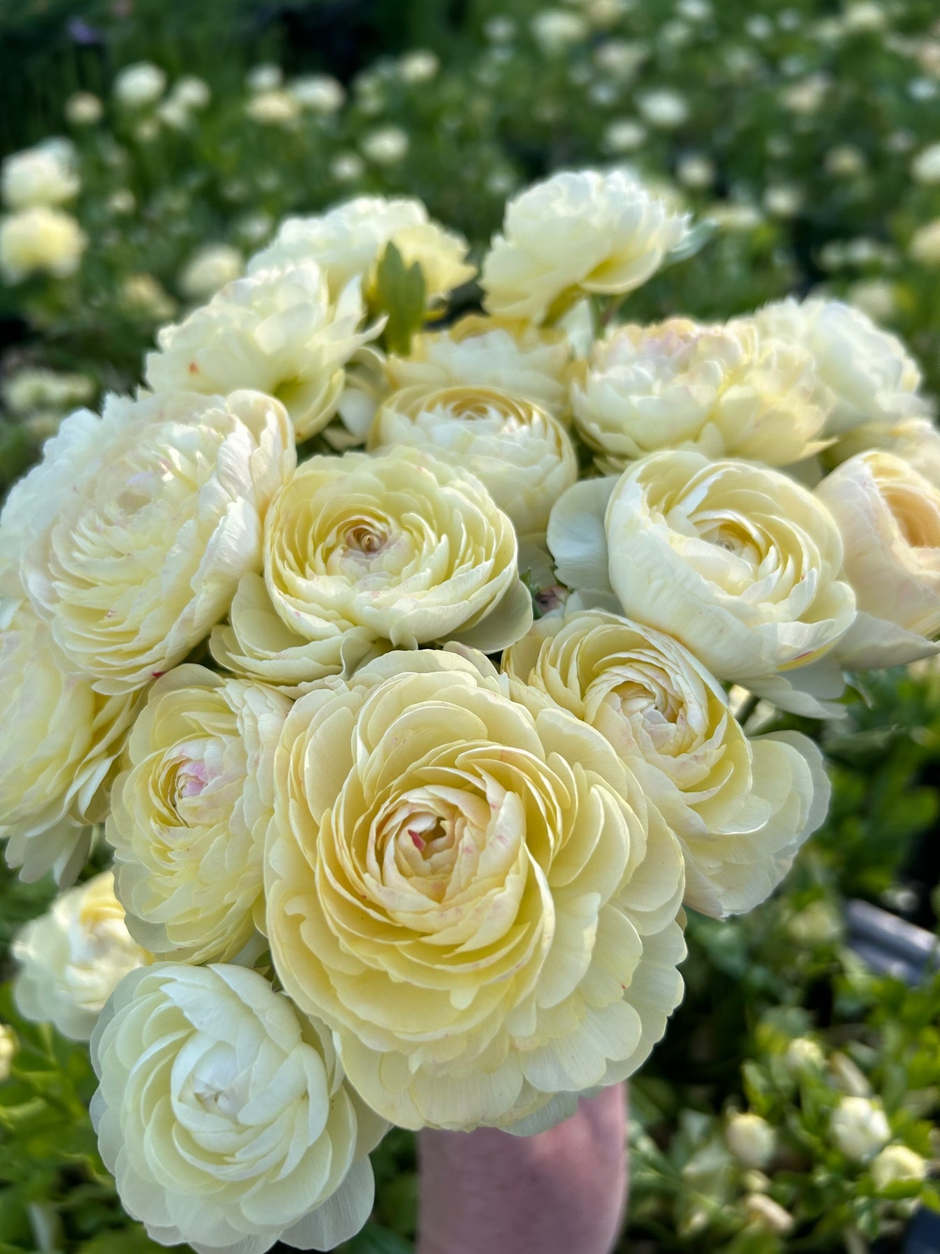 Ranunculus Hydra – The Farmhouse Flower Farm