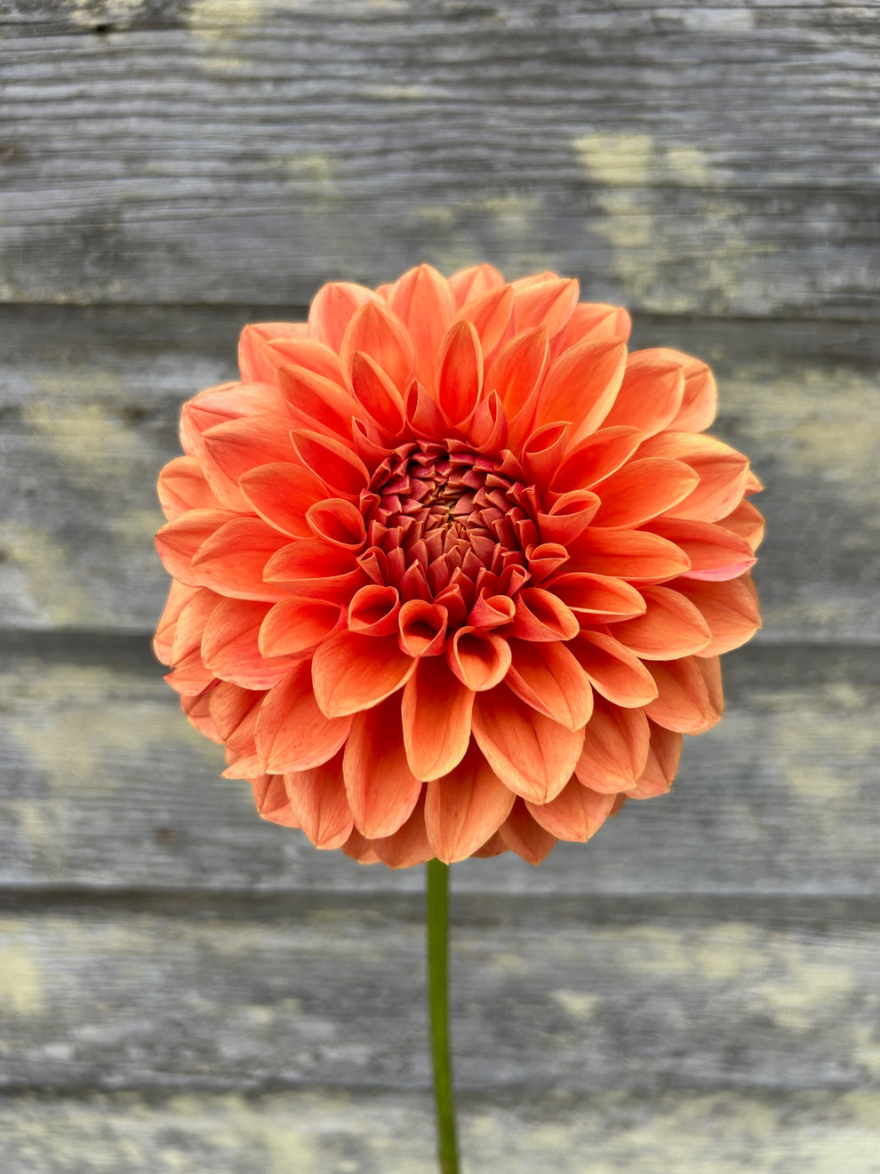Marryn's Farmer Finn – The Farmhouse Flower Farm