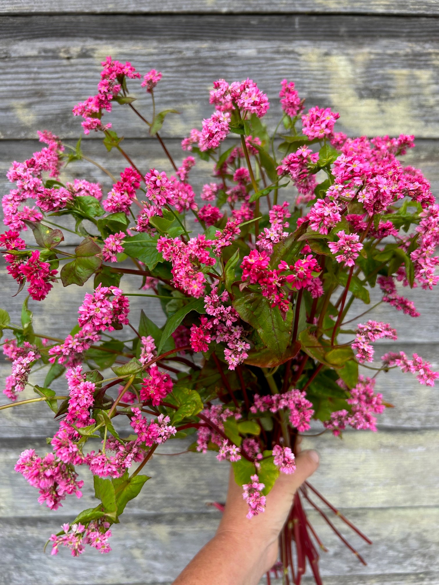 Buckwheat - Rose Red Soba – The Farmhouse Flower Farm