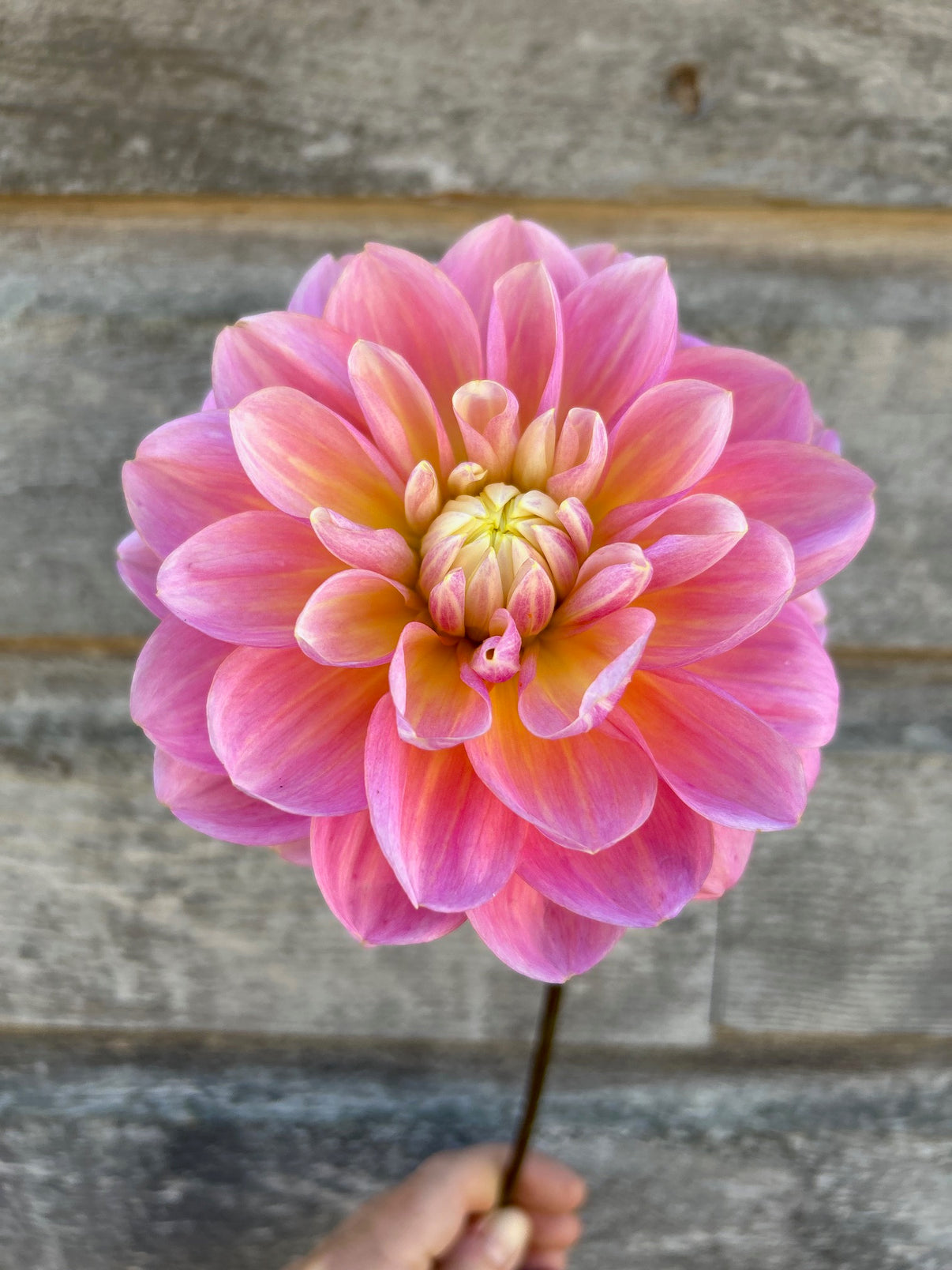 Gabbie's Wish – The Farmhouse Flower Farm
