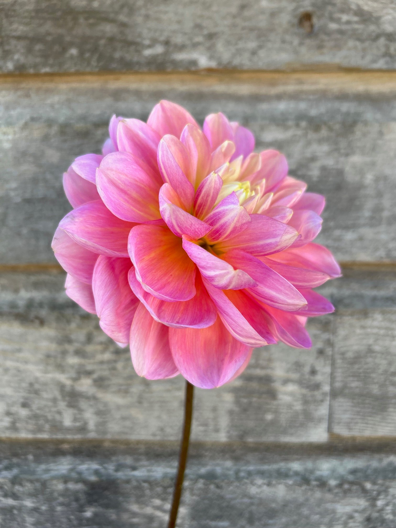 Gabbie's Wish – The Farmhouse Flower Farm