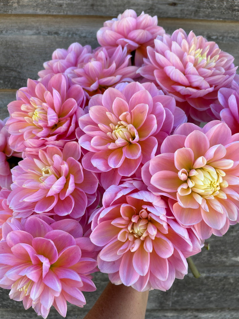 Gabbie's Wish – The Farmhouse Flower Farm