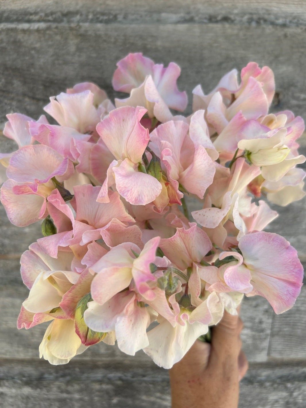 Sweet Pea Seeds - Fragrant & Farm-Grown Varieties – The Farmhouse Flower Farm