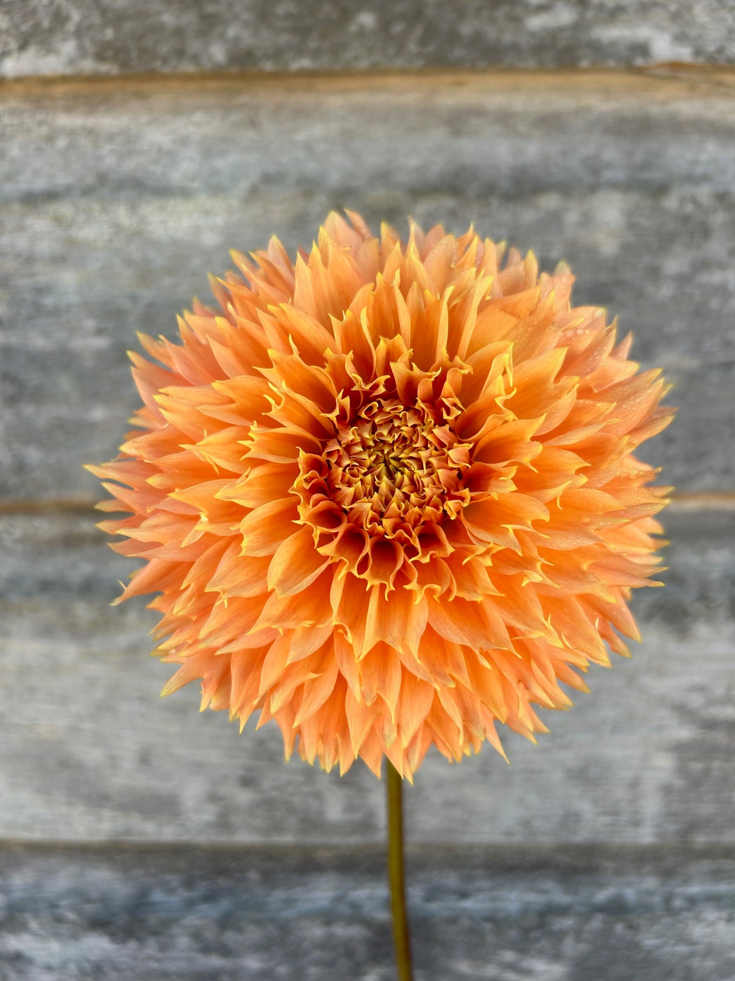 Bloomquist Sue – The Farmhouse Flower Farm