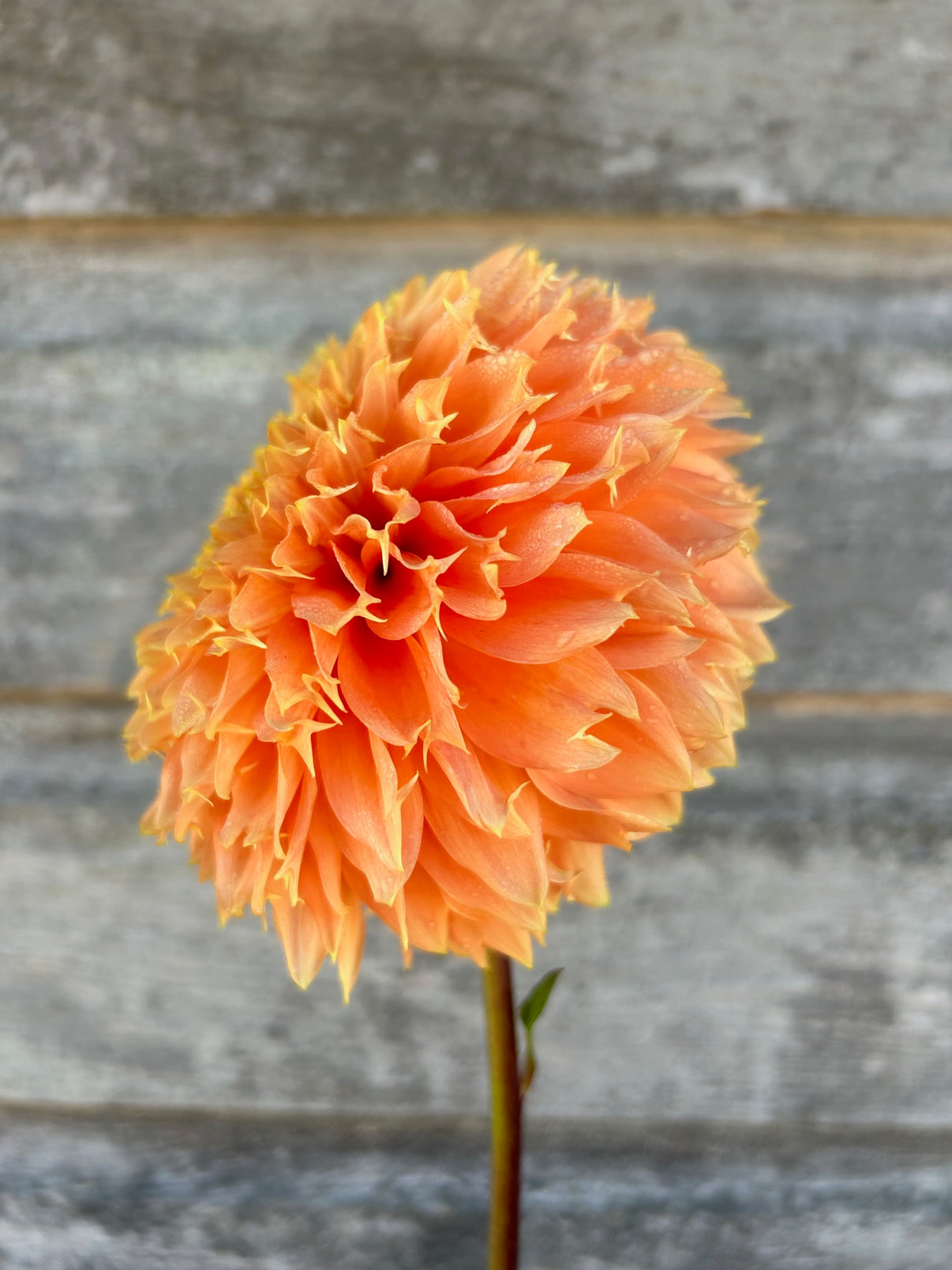 Bloomquist Sue – The Farmhouse Flower Farm
