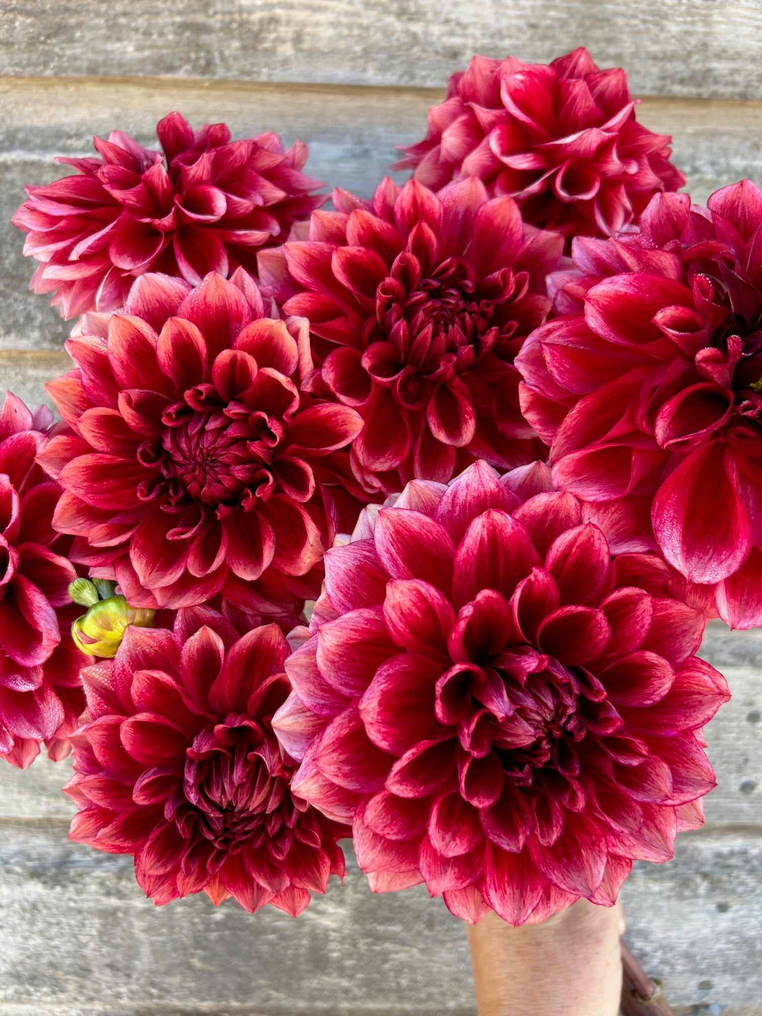 Bloomquist York – The Farmhouse Flower Farm
