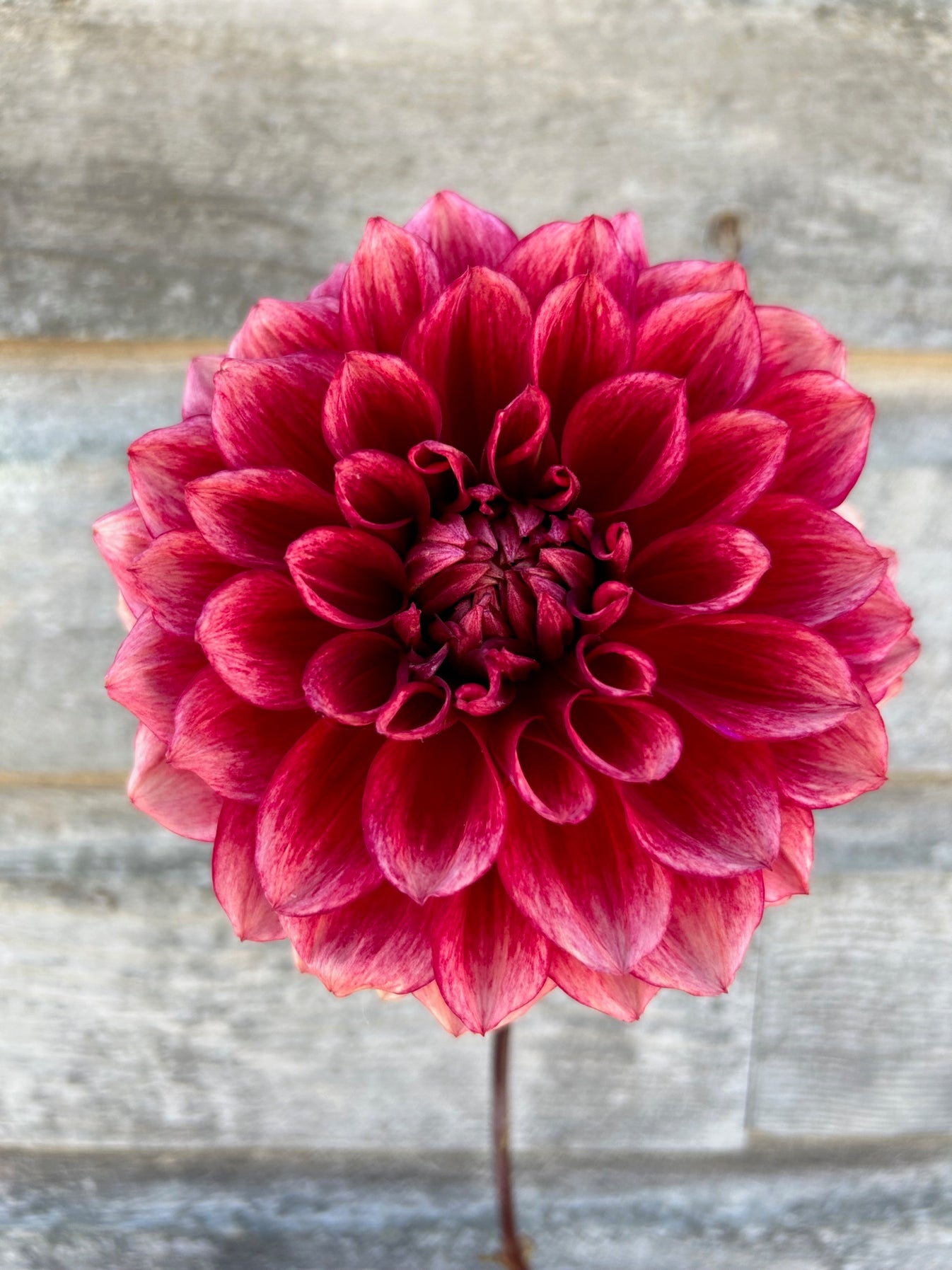 Bloomquist York – The Farmhouse Flower Farm