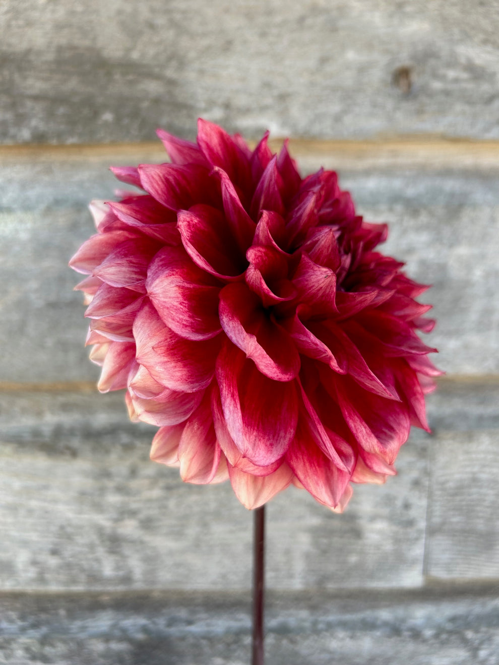 Bloomquist York – The Farmhouse Flower Farm