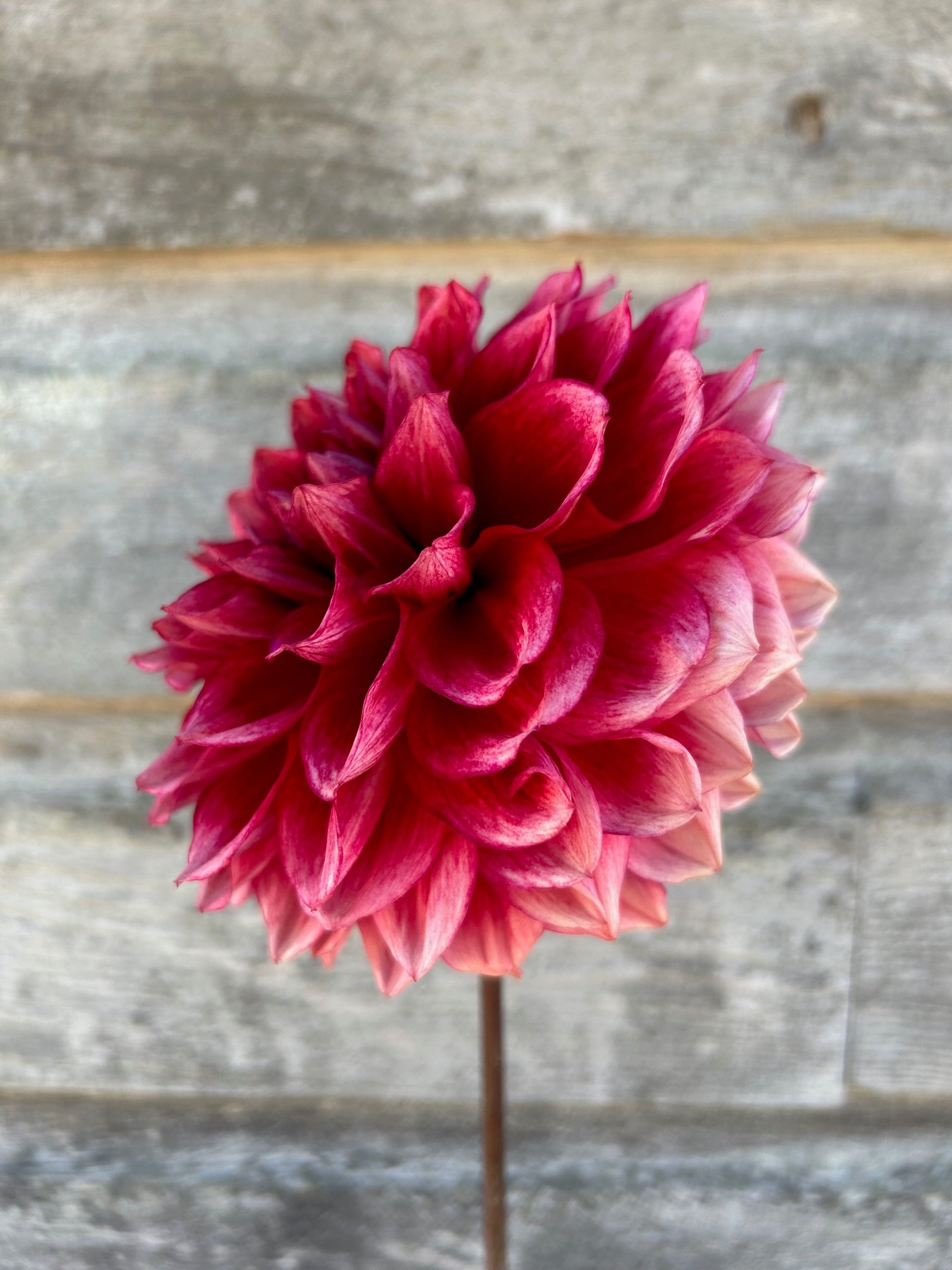 Bloomquist York – The Farmhouse Flower Farm
