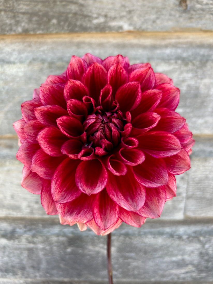 Bloomquist York – The Farmhouse Flower Farm