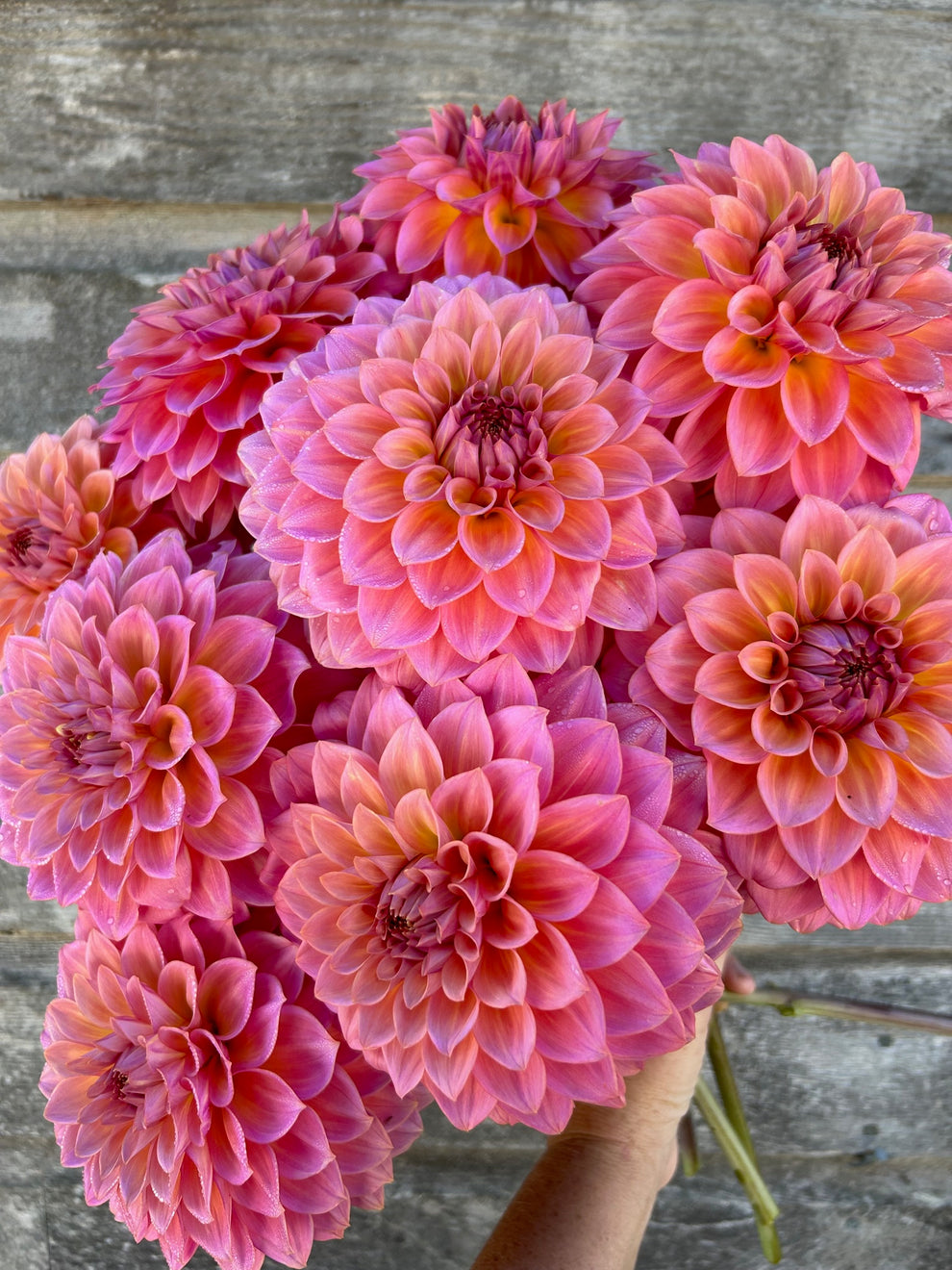 Bloomquist Dave - LIMIT 1 – The Farmhouse Flower Farm