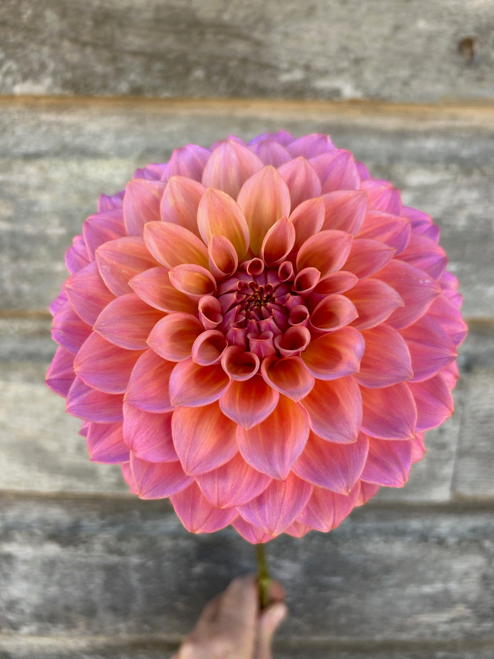 Bloomquist Dave - LIMIT 1 – The Farmhouse Flower Farm