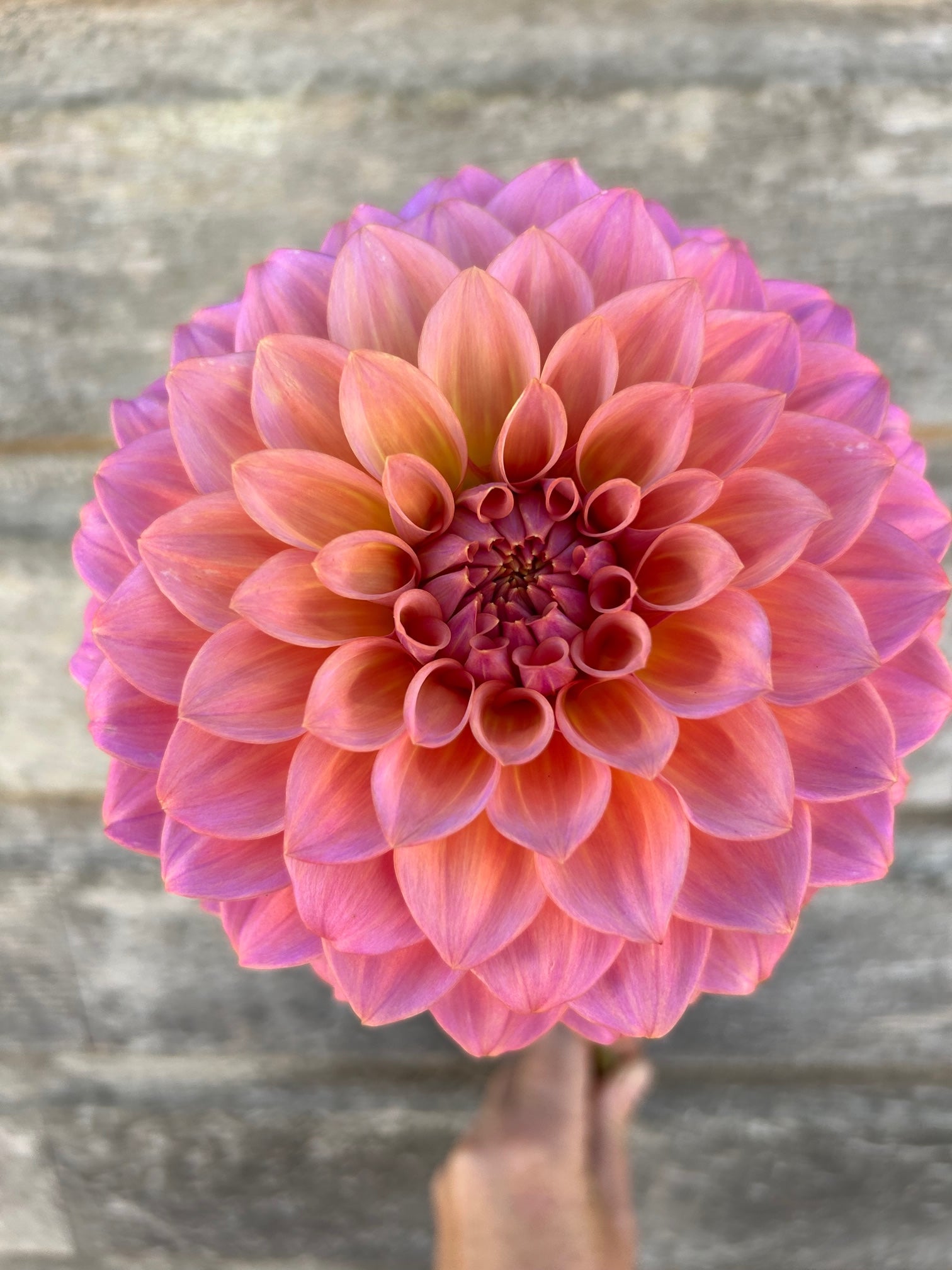 Bloomquist Dave - LIMIT 1 – The Farmhouse Flower Farm