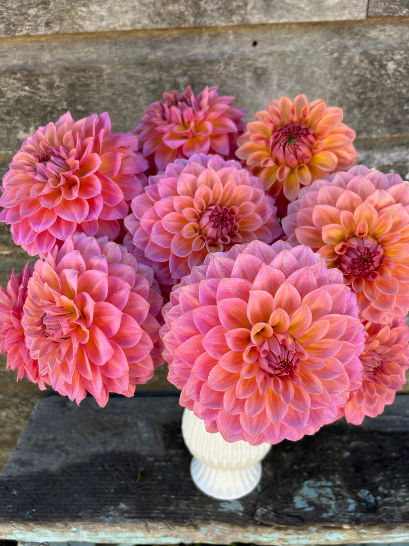 Bloomquist Dave - LIMIT 1 – The Farmhouse Flower Farm