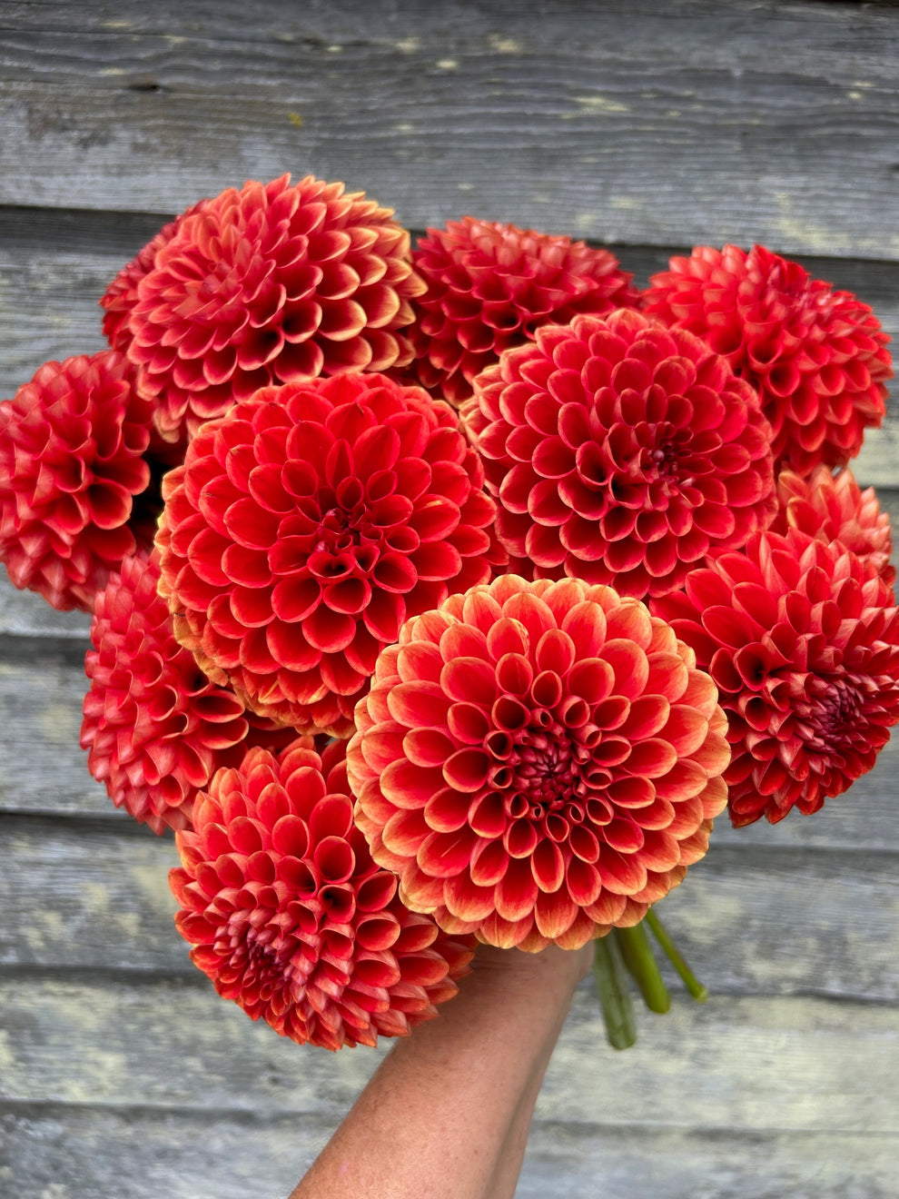 Ruskin Gypsy – The Farmhouse Flower Farm