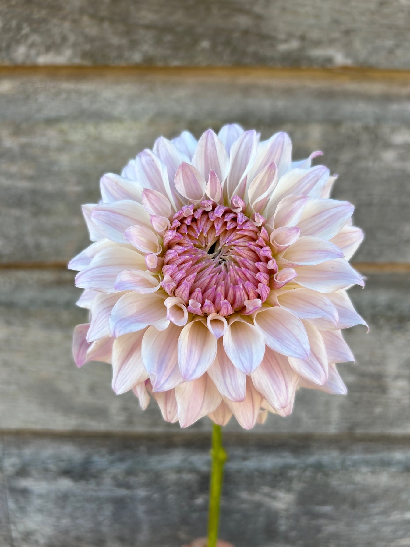 Bloomquist Compare - LIMIT 1 – The Farmhouse Flower Farm