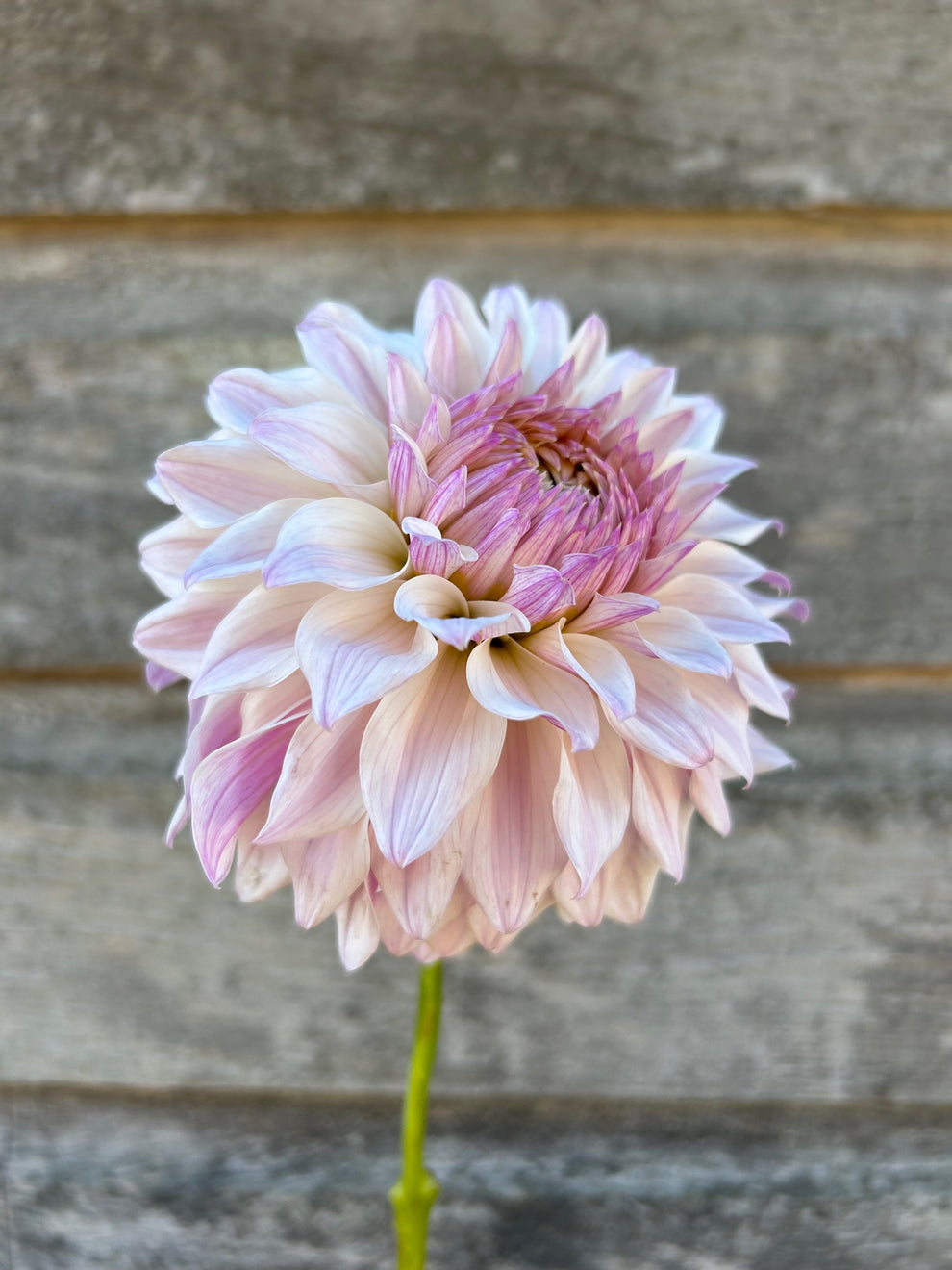 Bloomquist Compare - LIMIT 1 – The Farmhouse Flower Farm