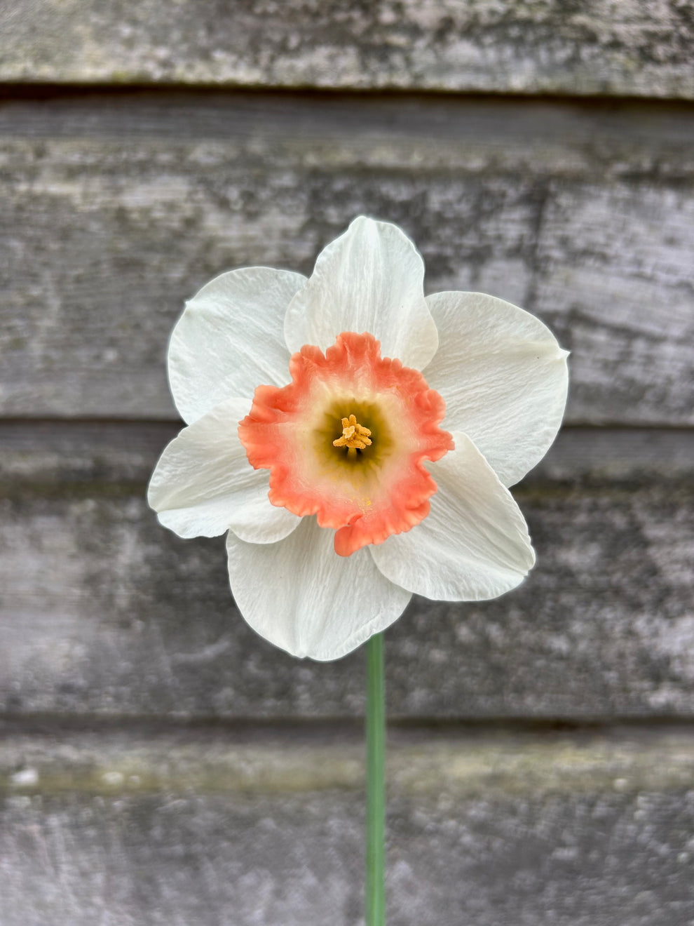 Daffodil - Pink Charm – The Farmhouse Flower Farm