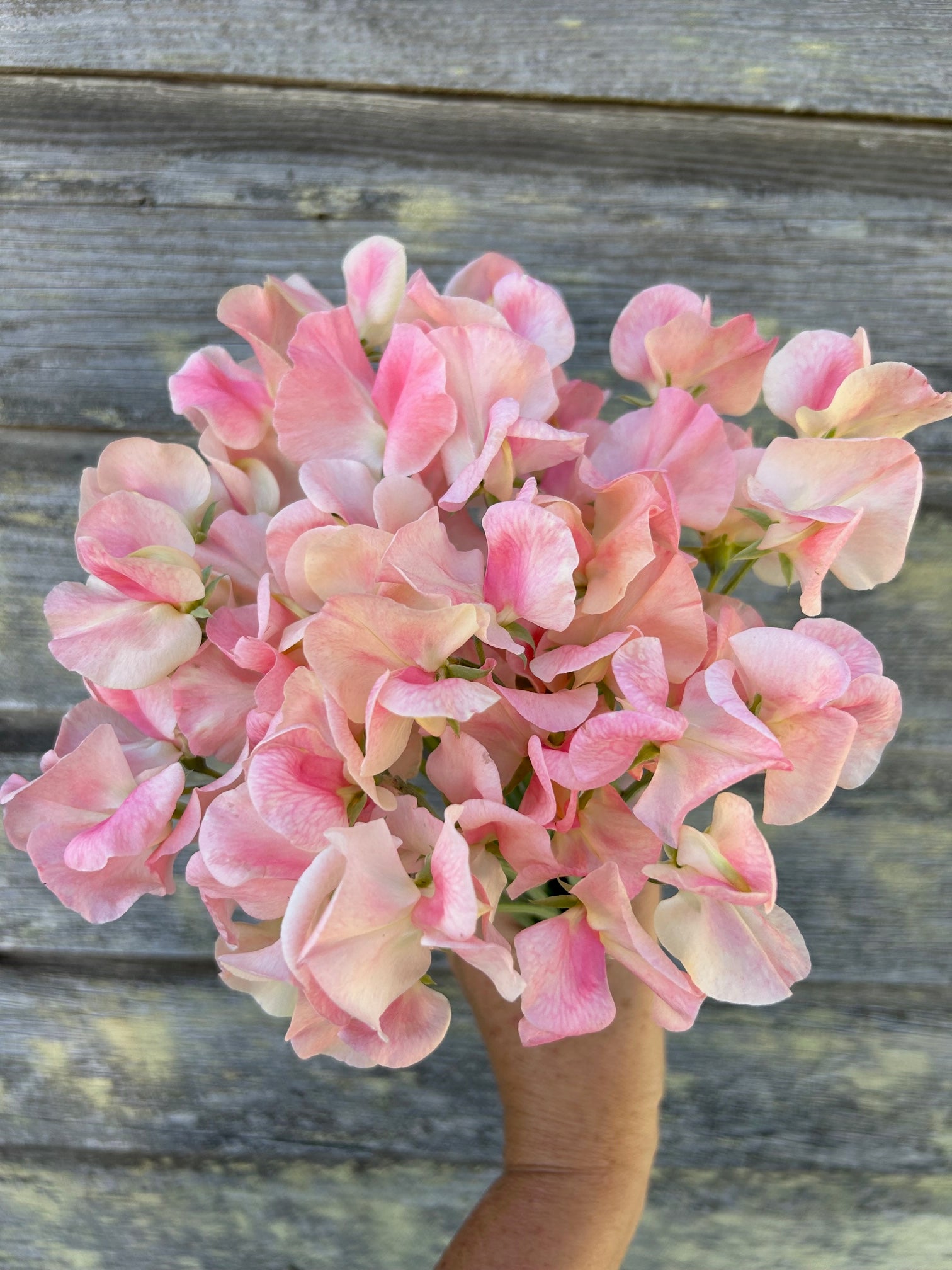 Sweet Peas – The Farmhouse Flower Farm