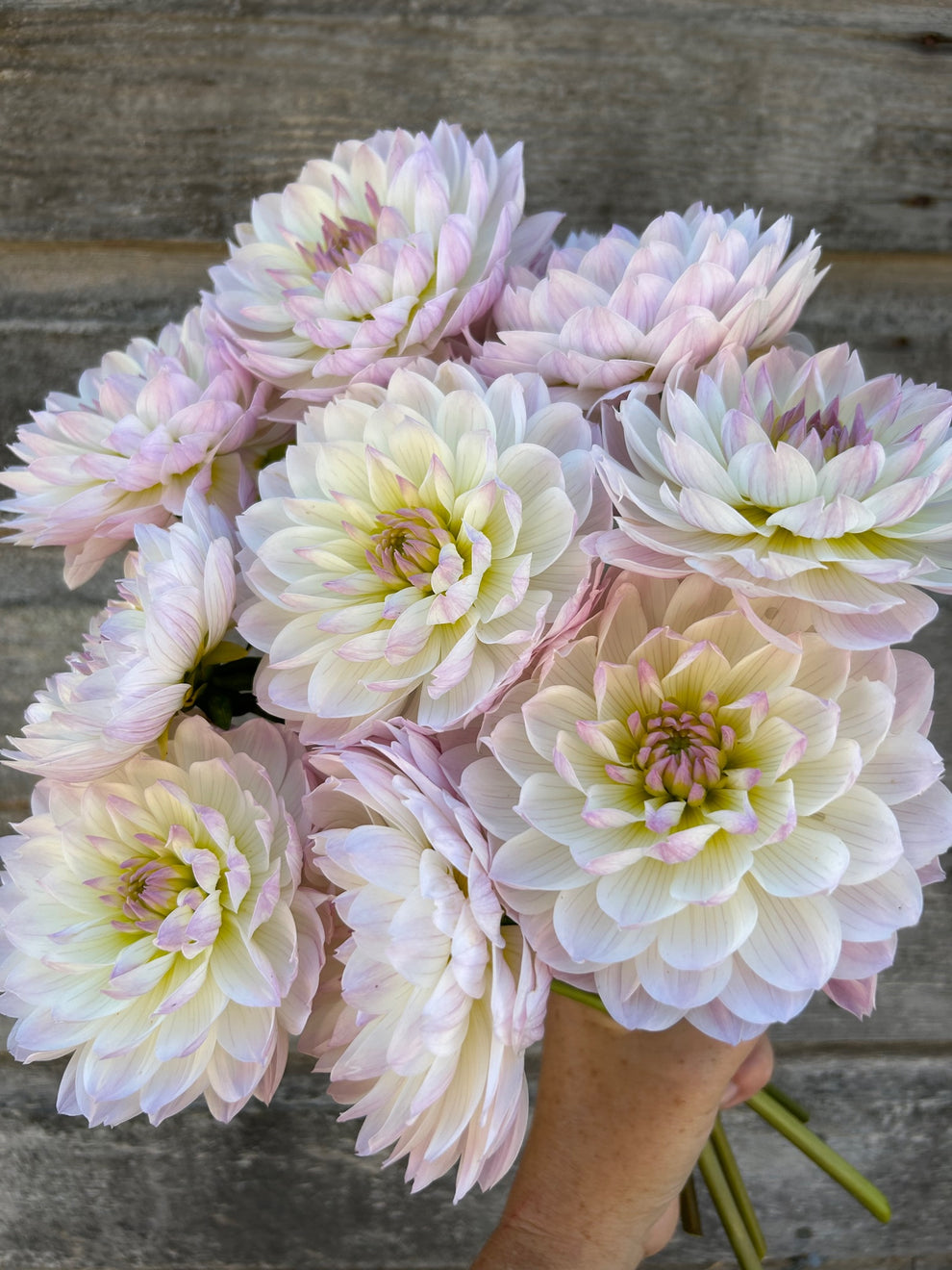 Hollyhill Lilibet - LIMIT 1 – The Farmhouse Flower Farm