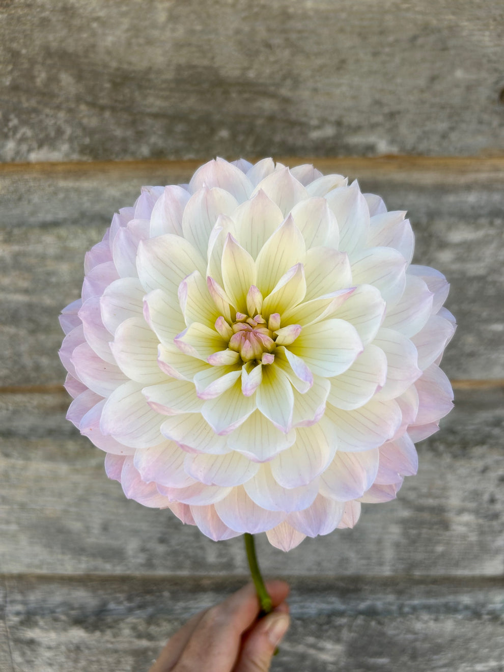 Hollyhill Lilibet - LIMIT 1 – The Farmhouse Flower Farm