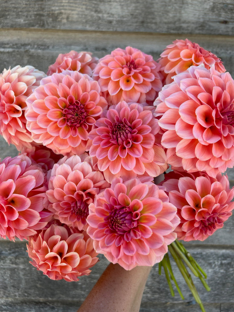 Salmon Kiss – The Farmhouse Flower Farm