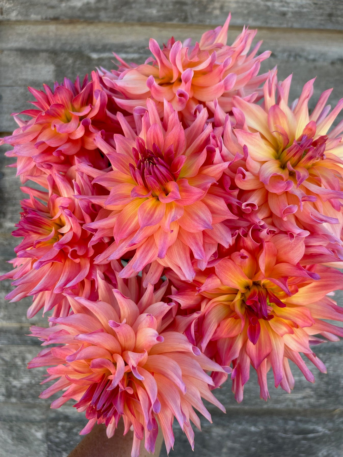 Normandy Sweet Lucy – The Farmhouse Flower Farm
