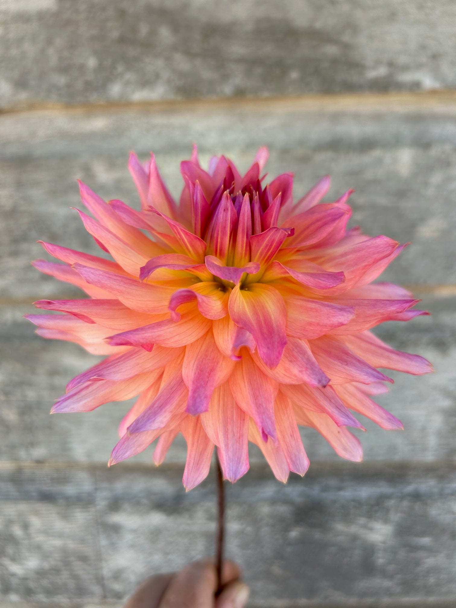 Normandy Sweet Lucy – The Farmhouse Flower Farm