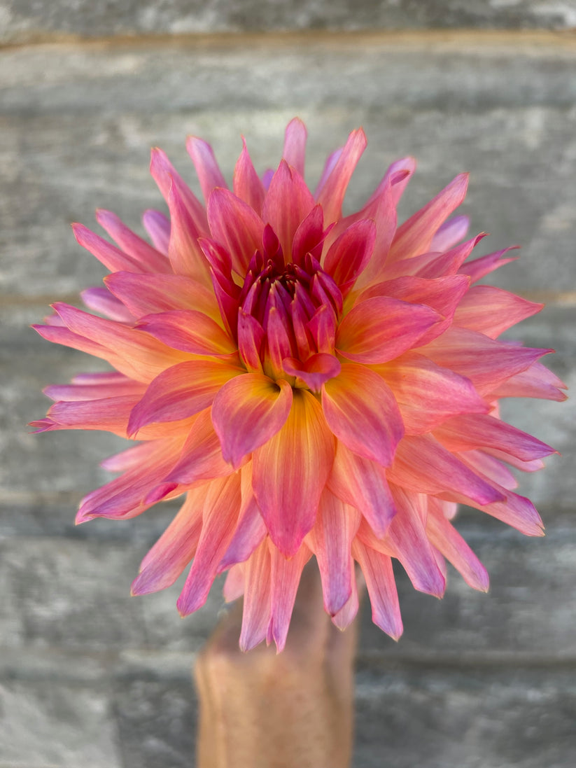 Normandy Sweet Lucy – The Farmhouse Flower Farm