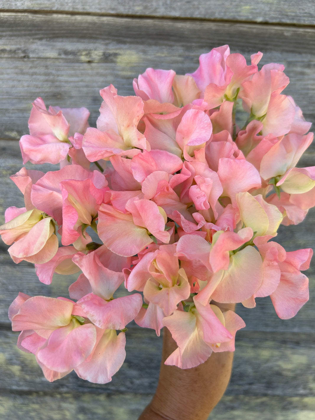 Sweet Peas – The Farmhouse Flower Farm