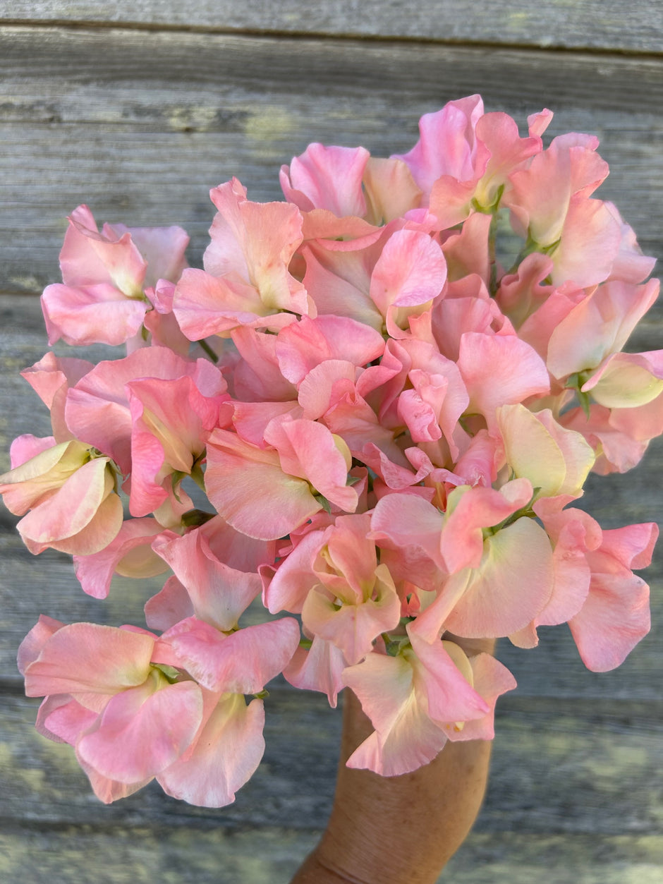 Sweet Peas – The Farmhouse Flower Farm