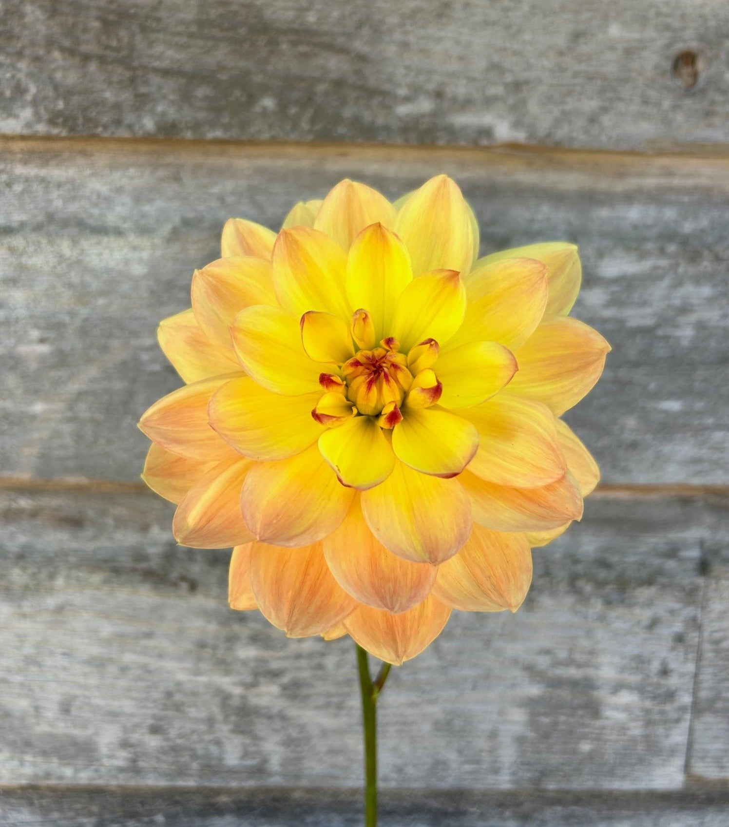 Bracken Lorelei - LIMIT 1 – The Farmhouse Flower Farm
