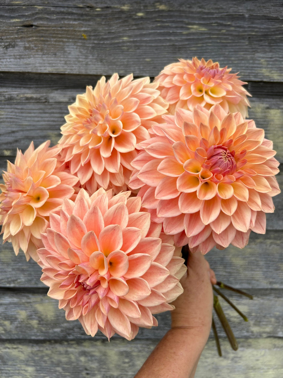 Bloomquist Alan - LIMIT 1 – The Farmhouse Flower Farm