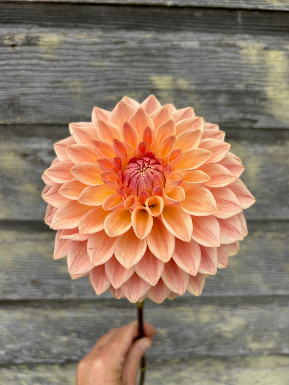 Bloomquist Alan - LIMIT 1 – The Farmhouse Flower Farm