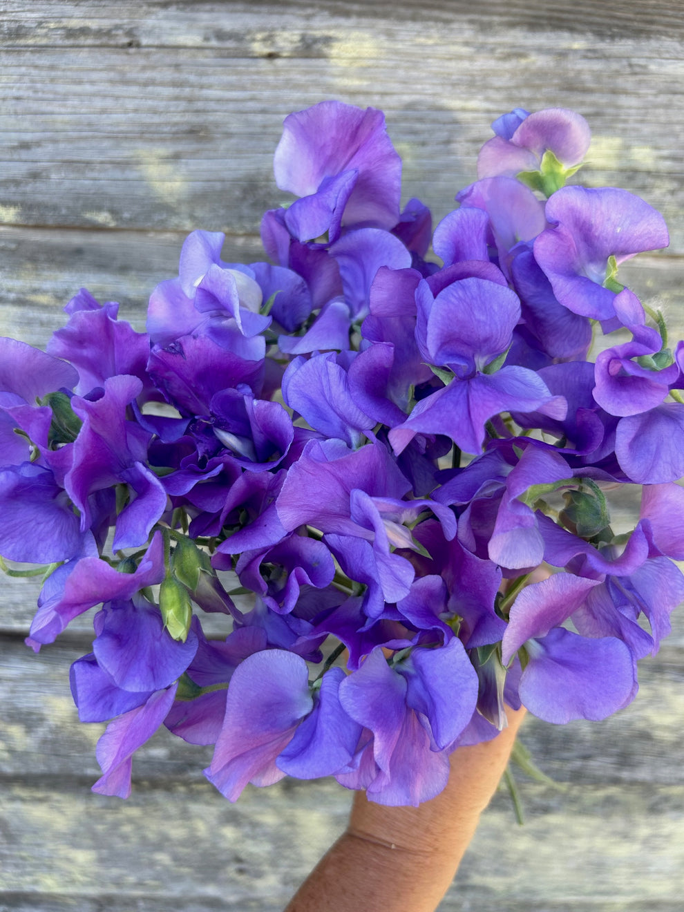 Sweet Pea - Winter Sunshine Mid Blue – The Farmhouse Flower Farm